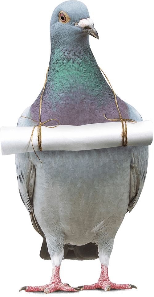 Columba Livia -- Earthpedia animal